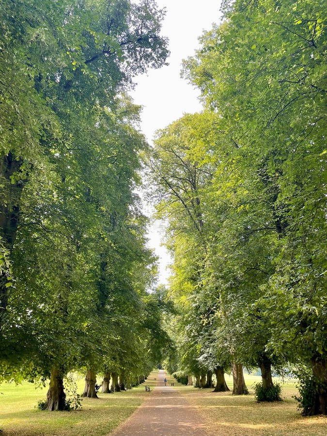 Footpath in a Park between Rows of Trees in Harpenden, England, in ...