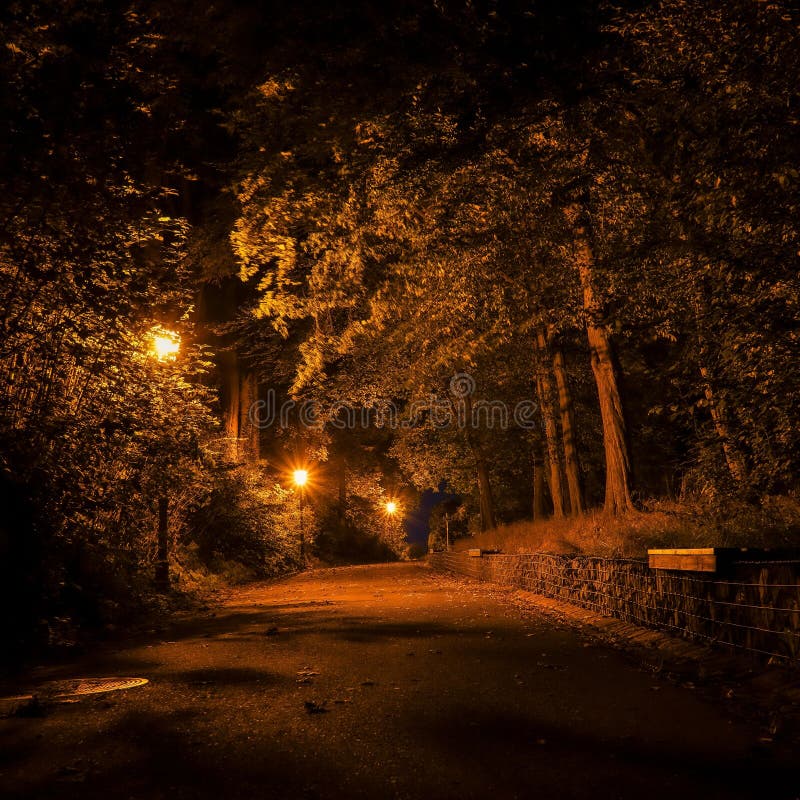 Footpath in a Park with Tall Trees at Night Stock Image - Image of ...