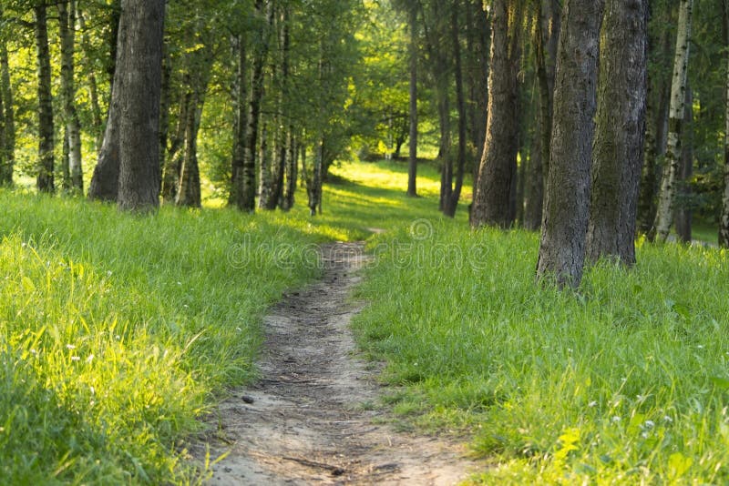 Footpath in Park among Trees Stock Photo - Image of peaceful ...