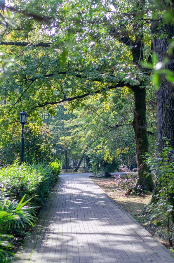 Footpath in the Park. the View is Straight. Vertical Stock Image ...