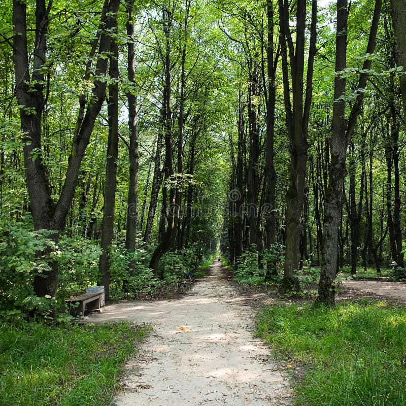 Footpath in park stock image. Image of freshness, relax - 74943769