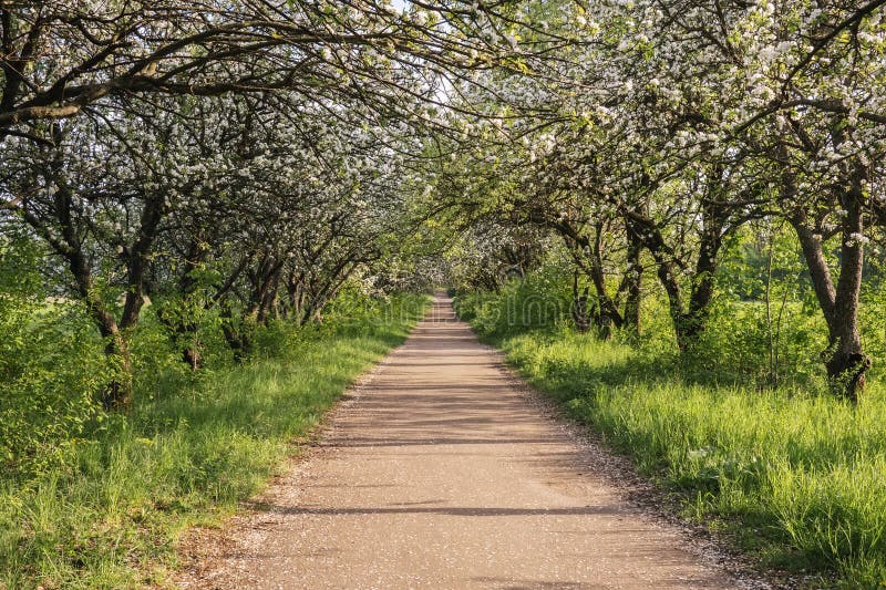 Footpath Passage with Ground Way and Apple Tree Stock Photo - Image of ...