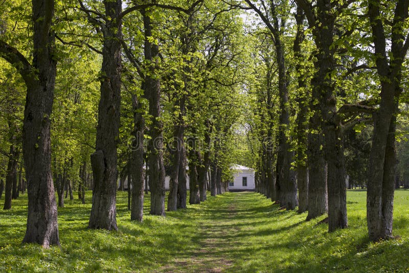 The Footpath Passes through a Green Tree Tunnel Stock Image - Image of ...