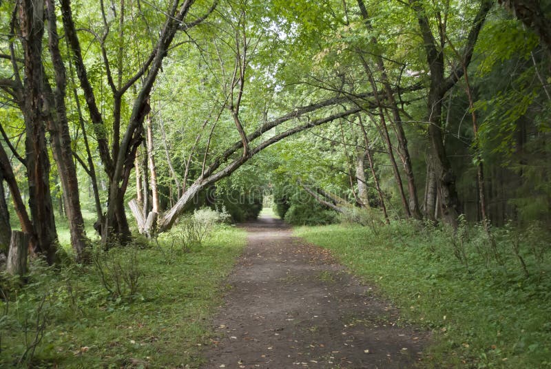 Footpath stock photo. Image of summer, walk, leaves, nature - 35328562