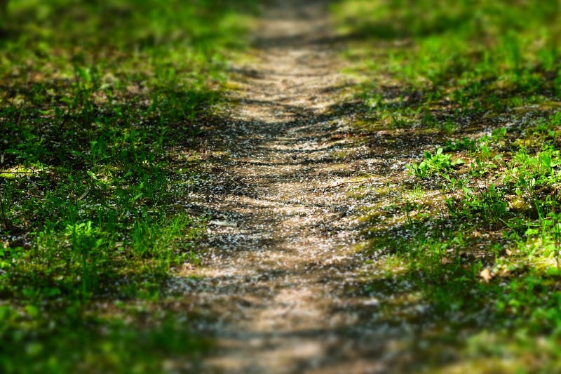 Footpath stock image. Image of petal, spring, grass, blossom - 39956541