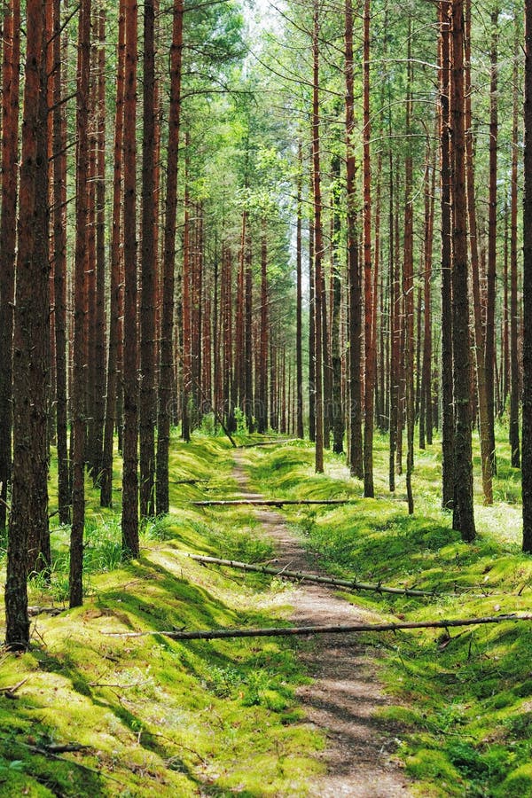 Footpath in pine forest stock photo. Image of weather - 17491974