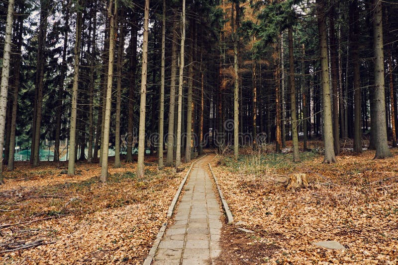 Footpath in forest stock image. Image of park, travel - 132647889