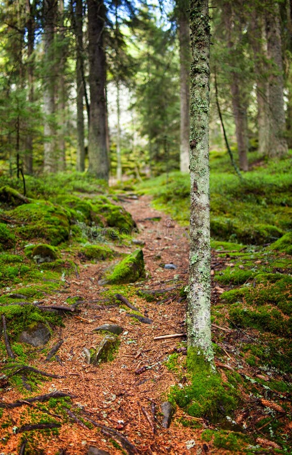 Footpath through a Pine Forest Stock Image - Image of green, forest ...