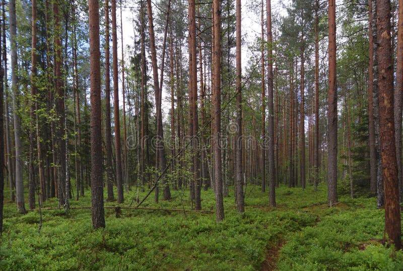 Footpath in a Pine Forest, a Lot of Greenery on the Ground, Straight ...
