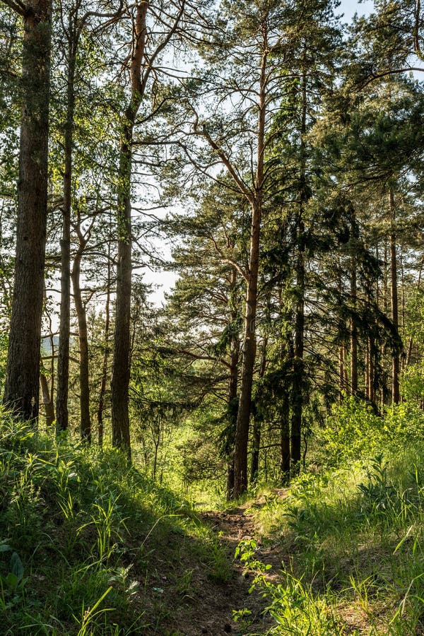Footpath in a Pine Forest, Nature Landscape Stock Image - Image of ...