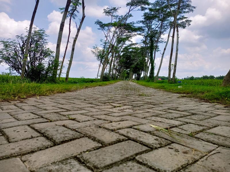 Footpath between the Rice Fields for Farmers with Clear Weather Thick ...