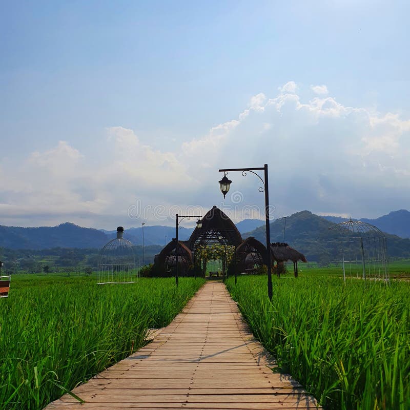 Footpath in the Ricefield Use for the Customer of Cafe in Yogyakarta ...