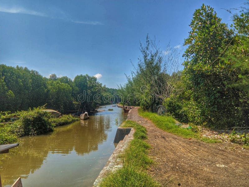 Footpath by the River, Flanked by Mangrove Forests Stock Photo - Image ...