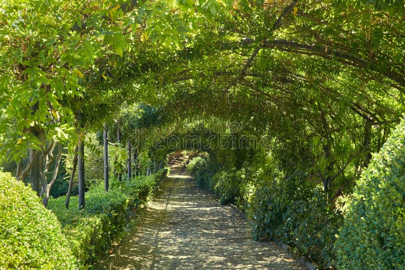 Footpath with a Roof Made of Grapevine Stock Photo - Image of opened ...