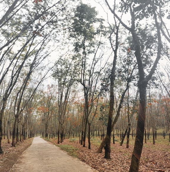 Footpath in the Rubber Forest Stock Photo - Image of footpath, rubber ...