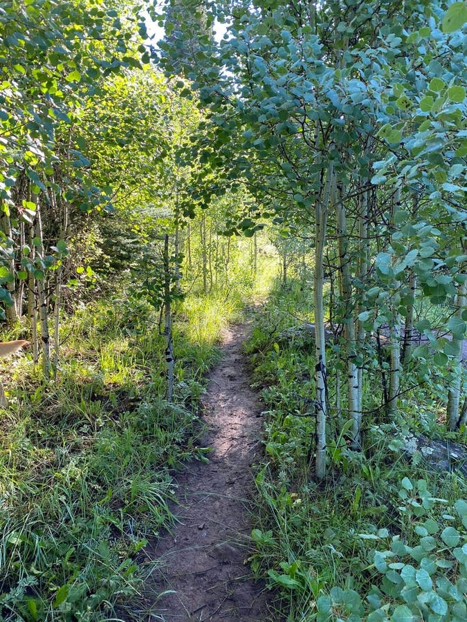 The Well Traveled Path stock photo. Image of sunlight - 287901034