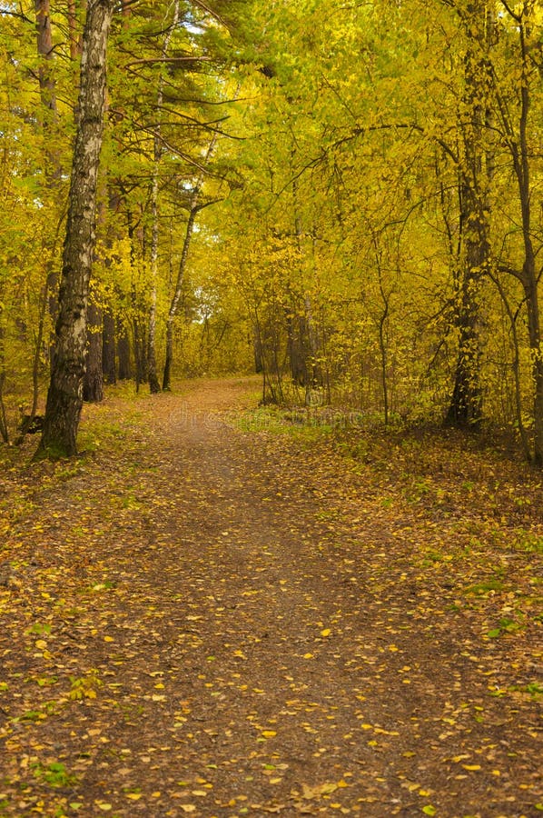 Autumn pathway stock image. Image of trees, autumn, pattern - 16242717