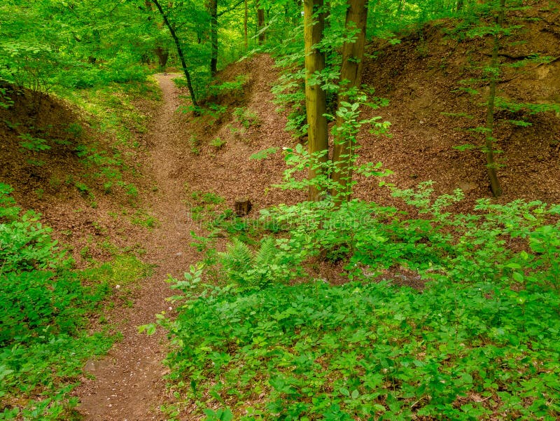 Forest on ravine autumn stock image. Image of landscape - 129109289