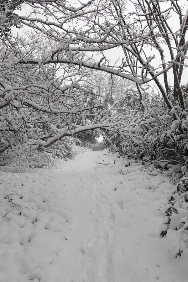 Footpath through Snow Covered Trees Stock Photo - Image of footpath ...
