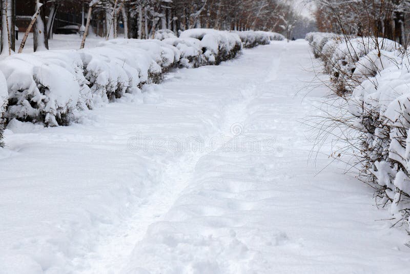 Footpath in the Snow-white Snow of the City Park Stock Image - Image of ...