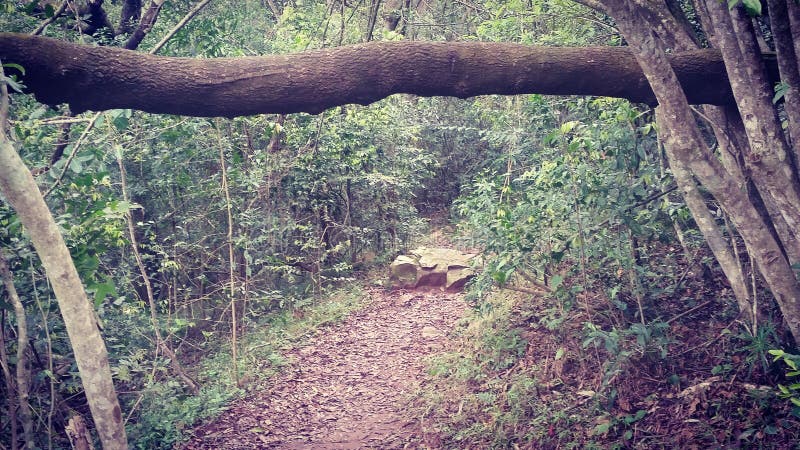 Pathway through the jungle stock photo. Image of footpath - 105871108