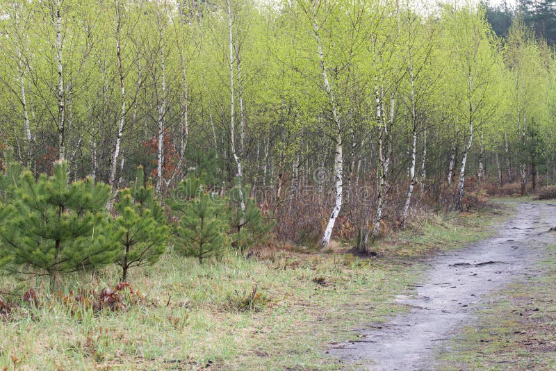 Footpath in Spring Birch Forest Stock Image - Image of outdoor, poland ...