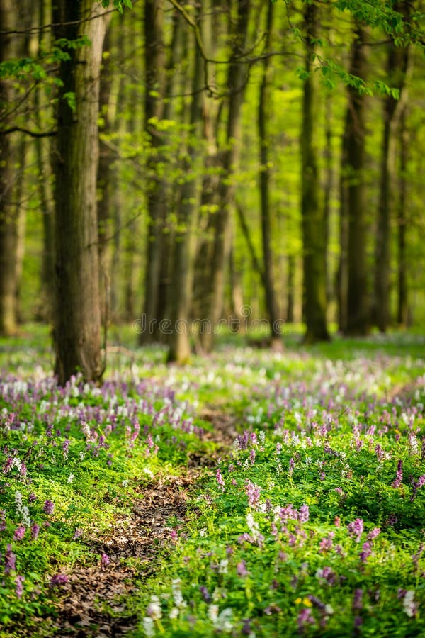 Footpath through Blooming and Flowering Yellow Seed Stock Photo - Image ...