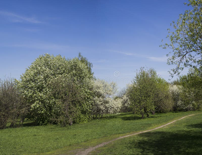 Footpath in spring Park. stock image. Image of love, lush - 78520633