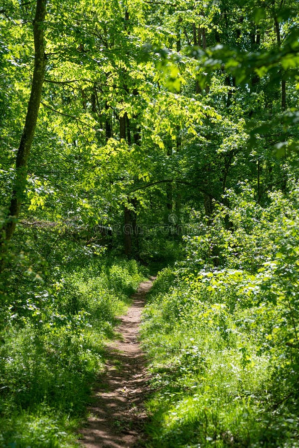 A Footpath in the Sprintime Forest Stock Photo - Image of spring ...