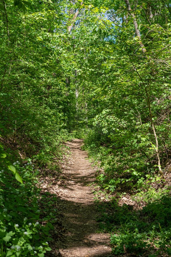 A Footpath in the Sprintime Forest Stock Photo - Image of nature, grass ...