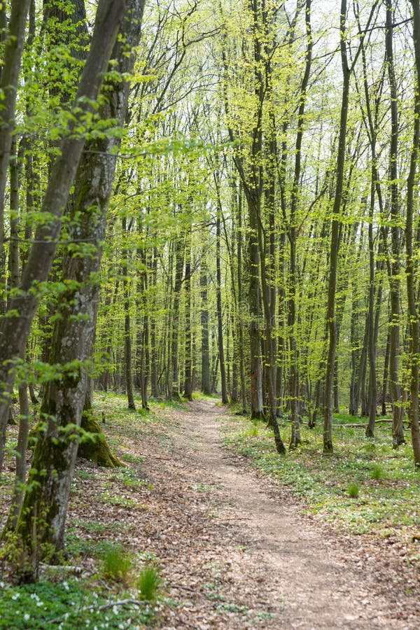 A Footpath in the Sprintime Forest Stock Photo - Image of scenery ...