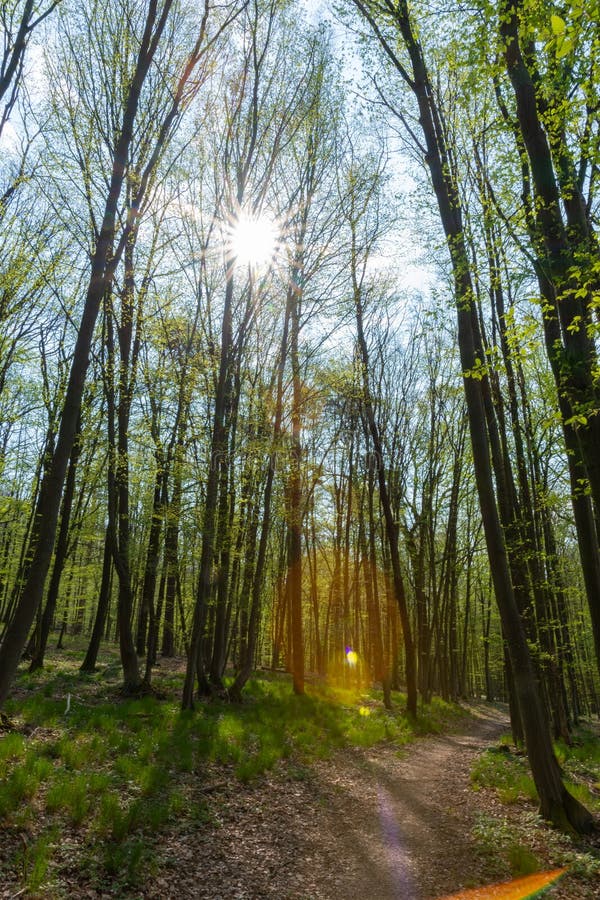 A Footpath in the Sprintime Forest Stock Photo - Image of park, scene ...