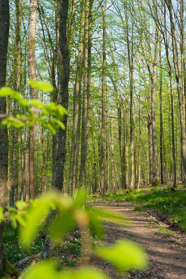 A Footpath in the Sprintime Forest Stock Photo - Image of plant, light ...