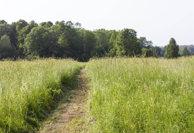 Footpath on summer field stock photo. Image of walk - 255991828
