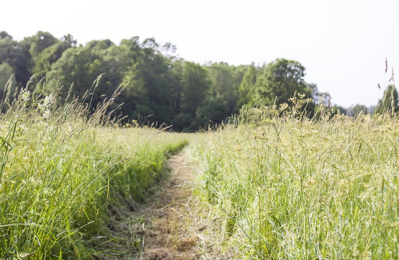 Footpath on summer field stock image. Image of tourism - 255991855