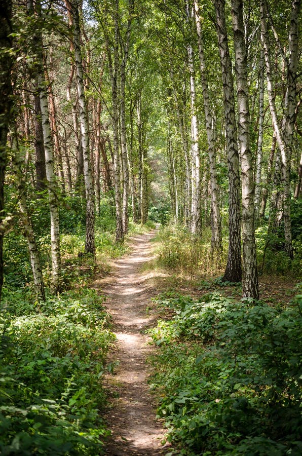 Footpath stock photo. Image of park, color, path, coniferous - 32699768