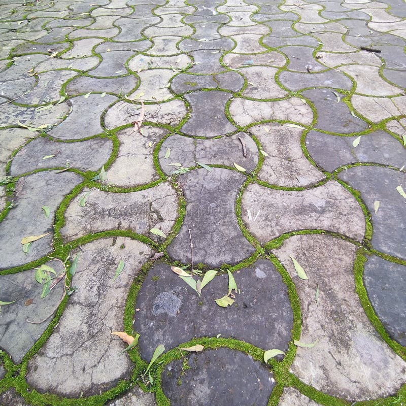 Footpath Tiles after Rainy Days Stock Image - Image of leaf, grass ...