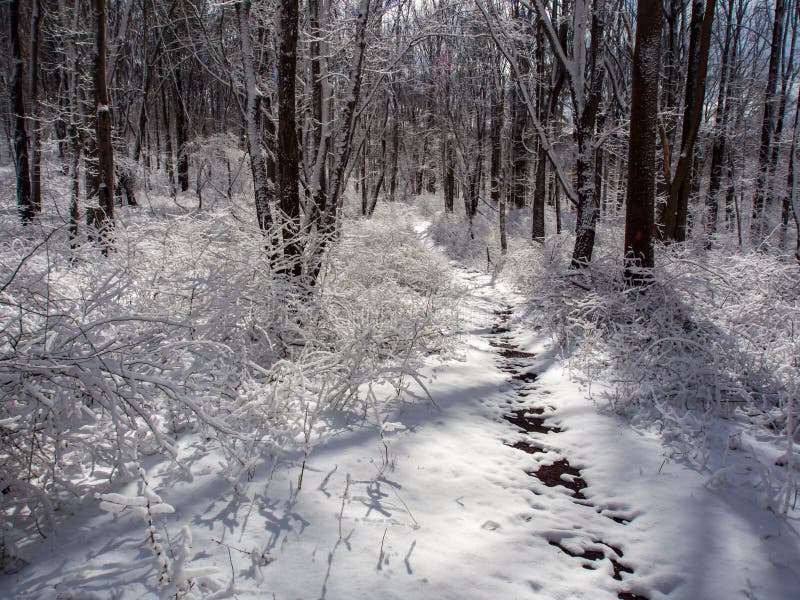 Forest Trail in Winter with Fresh Snow Stock Image - Image of woods ...