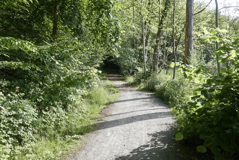 Footpath Trail in Luxurious Foliage Forest Stock Photo - Image of road ...