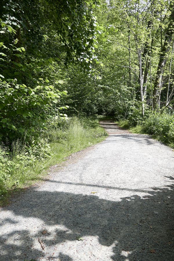 Footpath Trail in Luxurious Foliage Forest Stock Photo - Image of empty ...