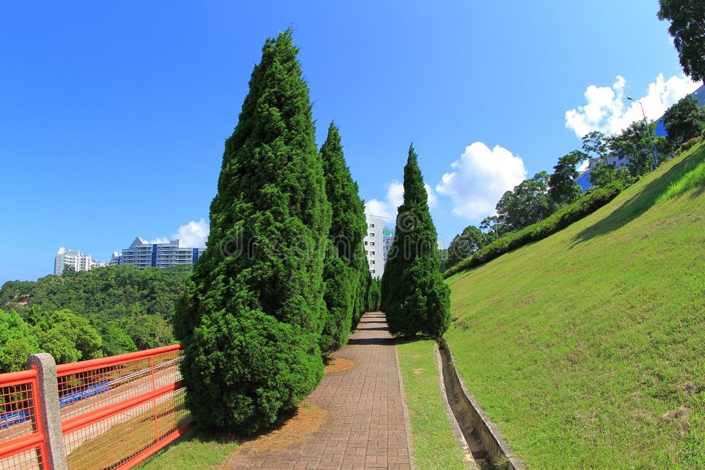 The Footpath with Tree at the HKUST 31 July 2011 Stock Photo - Image of ...