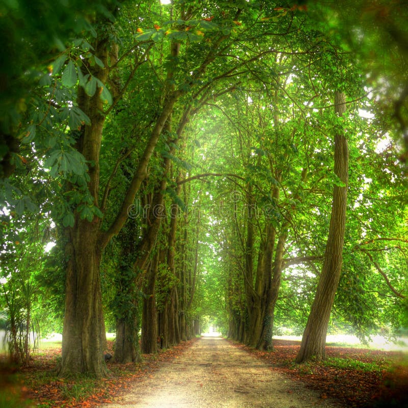 Footpath among trees stock photo. Image of light, natural - 43303366