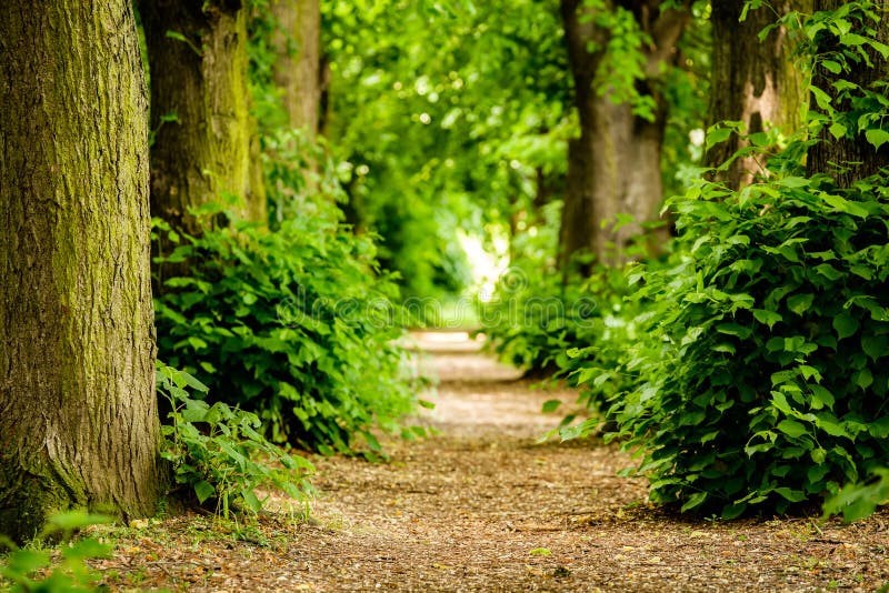 Footpath between Trees in the Forest Stock Photo - Image of footpath ...