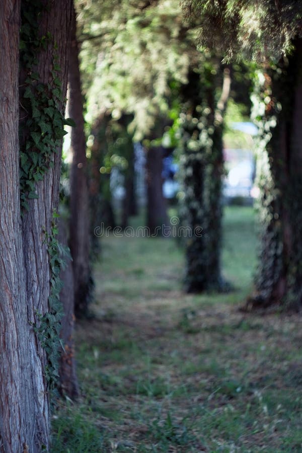 Footpath between Trees in Green Dark Forest Stock Image - Image of ...