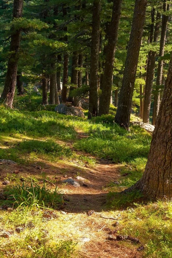 Footpath between Trees in Green Forest Stock Photo - Image of sunshine ...