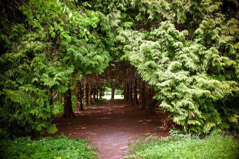 Footpath between trees stock image. Image of perspective - 70541217