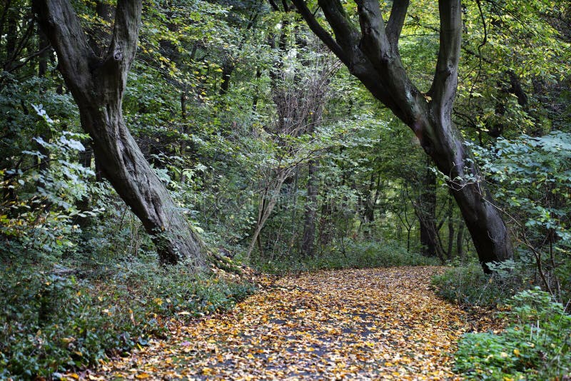 Footpath and trees stock image. Image of vegetation - 261048143