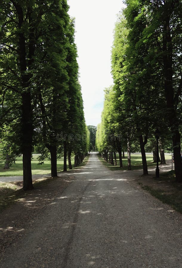 Footpath between Trees in Park in Summer Stock Photo - Image of forest ...