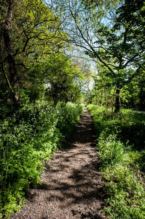 Footpath through trees stock image. Image of canopy, trees - 71092069