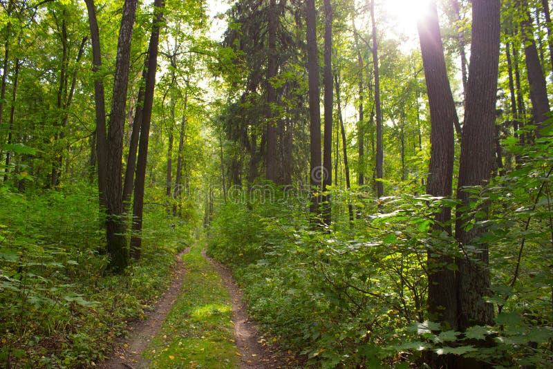 Footpath between trees stock image. Image of natural - 93726699